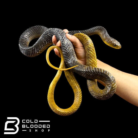 Yellow Tailed Cribo - Drymarchon Corais Cribo & Indigo Snakes by Cold ...