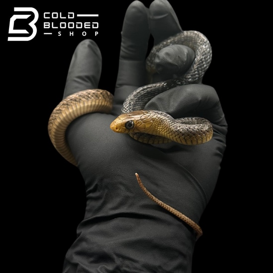 Yellow Tailed Cribo - Drymarchon Corais Cribo & Indigo Snakes by Cold ...