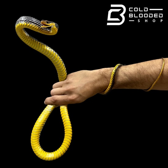Machete Snake - Chironius Carinatus More Colubrid by Cold Blooded Shop