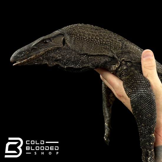 Adult Black Roughneck Monitors - Varanus Rudicollis by Cold Blooded Shop