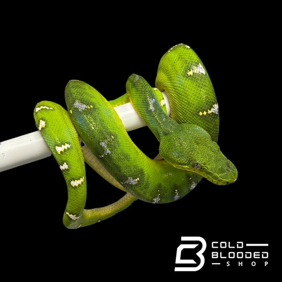 Juvenile Emerald Tree Boa Female - Corallus Caninus #4 Northern Emerald ...