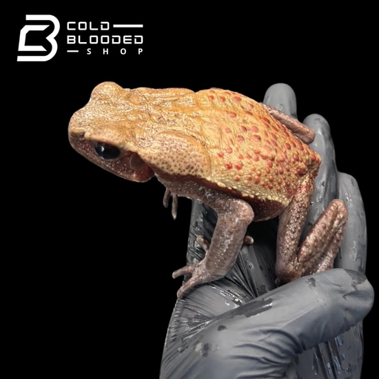 Smooth Sided Toad - Rhaebo Guttatus by Cold Blooded Shop