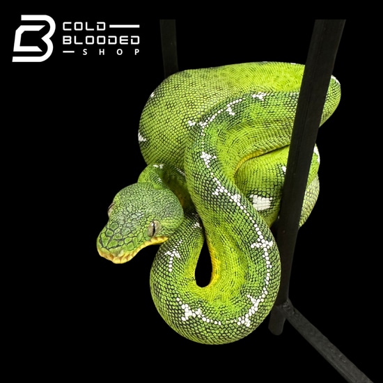 Amazon Basin Emerald Tree Boa - Corallus Batesii Amazon Basin Tree Boa ...
