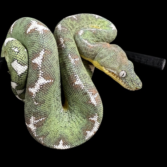 Amazon Basin Emerald Tree Boa - Corallus Batesii Amazon Basin Tree Boa ...