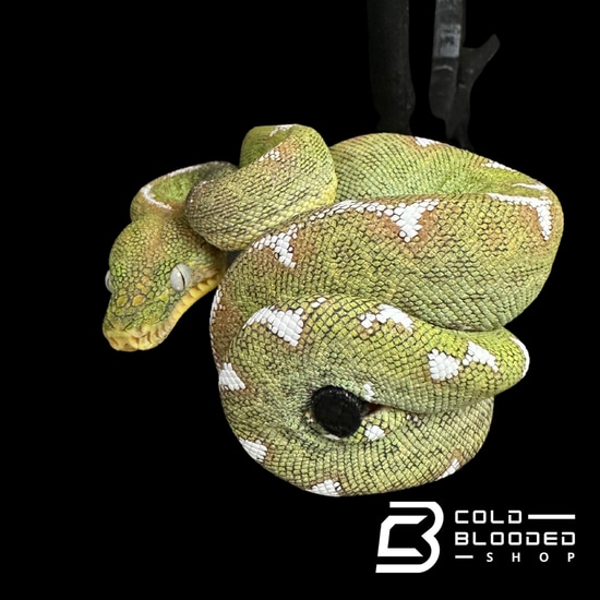 Amazon Basin Emerald Tree Boa - Corallus Batesii Amazon Basin Tree Boa ...