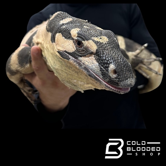 Adult Male Super Bell's Phase Lace Monitor - Varanus Varius Other ...