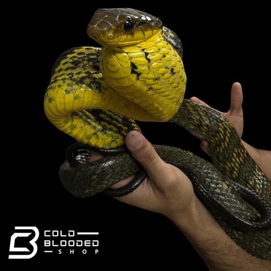 Amazon Puffing Snake - Spilotes Sulphureus More Colubrid by Cold ...