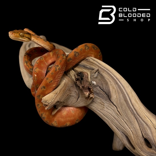 CBB Zoo Stock Orange/red Patterned Amazon Tree Boa - Corallus ...