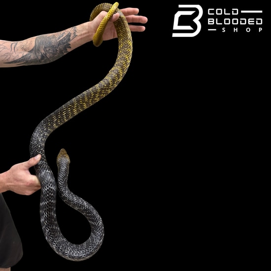 Female Yellow Tailed Cribo - Drymarchon Corais Cribo & Indigo Snakes by ...