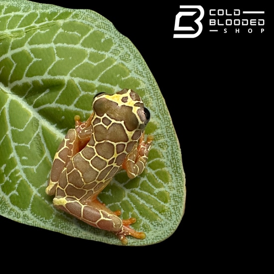 CBB Giraffe Tree Frog - Dendropsophus Triangulum Other Tree Frog by ...