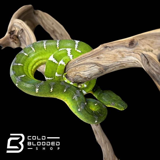 Juvenile Emerald Tree Boa Male - Corallus Caninus #4 Northern Emerald ...