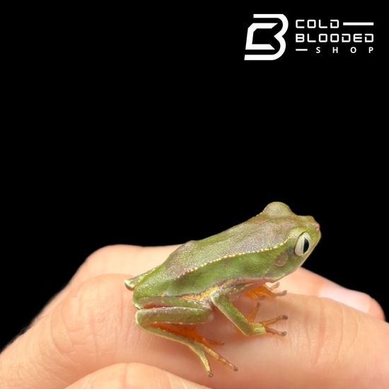 White Lined Monkey Frog - Phyllomedusa Vaillantii Other Tree Frog by ...