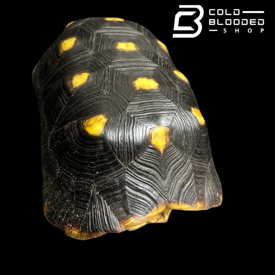 Suriname Red-foot Tortoise Adults - Chelonoidis Carbonaria Red-Footed ...