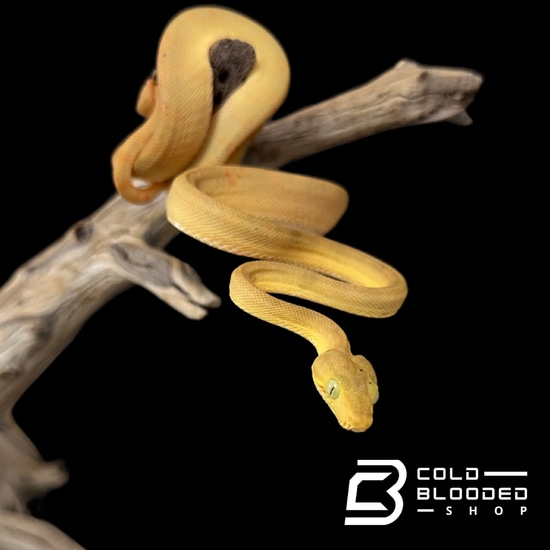 Yellow Amazon Tree Boa - Corallus Hortulanus by Cold Blooded Shop