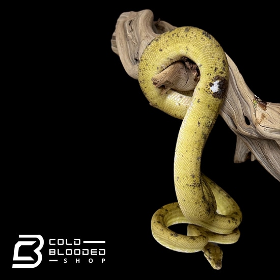 Adult Male Yellow Paradox Amazon Tree Boa - Corallus Hortulanus by Cold ...