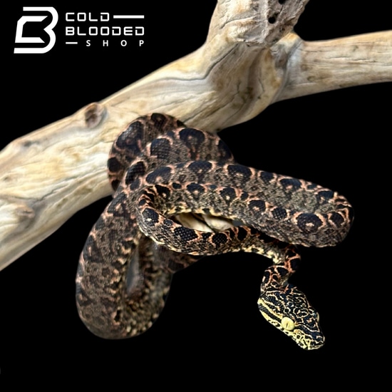 Halloween Amazon Tree Boa - Corallus Hortulanus by Cold Blooded Shop