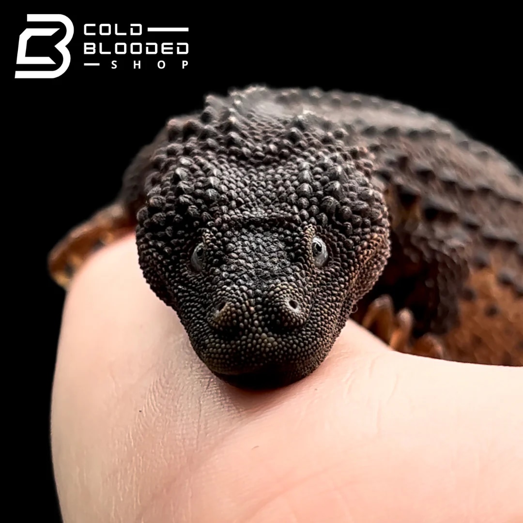 Earless Monitor Lizards - Lanthanotus borneensis