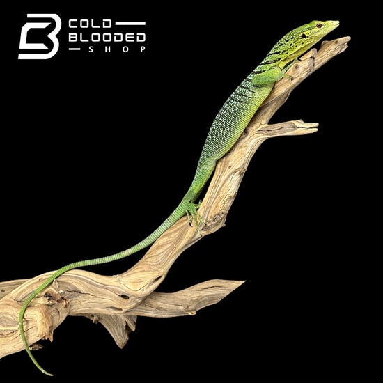 Green Tree Monitor - Varanus Prasinus by Cold Blooded Shop