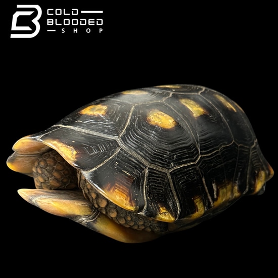 Amazon Basin Yellow Foot Tortoise Males - Chelonoidis Denticulata ...