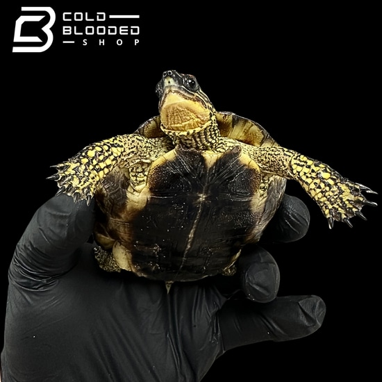 Spot-legged Wood Turtle - Rhinoclemmys Punctularia by Cold Blooded Shop