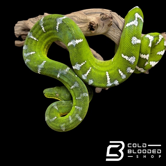 Adult Emerald Tree Boa - Corallus Caninus Northern Emerald Tree Boa by ...