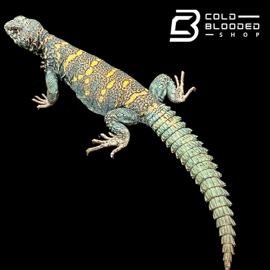 Adult Male Blue Ornate Uromastyx - Uromastyx Ornata by Cold Blooded Shop