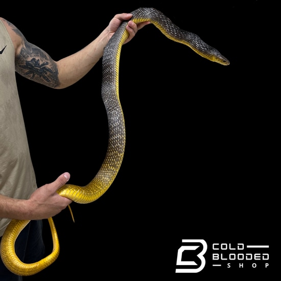 Giant Male Yellow Tailed Cribo (Suriname) - Drymarchon Corais Cribo ...