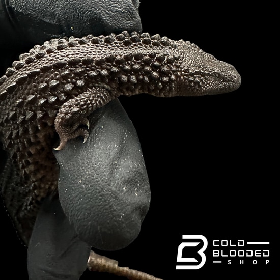 Juvenile Earless Monitor Lizard #1 - Lanthanotus Borneensis Other ...
