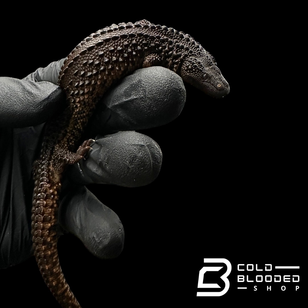 Juvenile Earless Monitor Lizard #3 - Lanthanotus borneensis