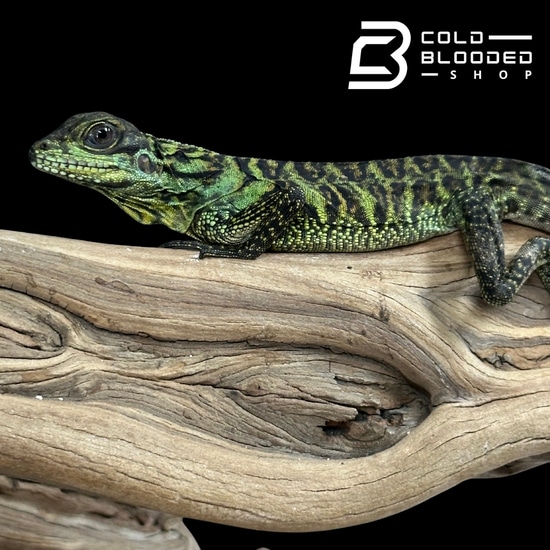 Baby Ambon Sailfin Dragons - Hydrosaurus Amboinensis by Cold Blooded Shop