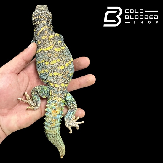 Adult Blue Ornate Uromastyx - Uromastyx Ornata by Cold Blooded Shop