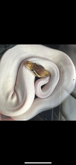 Pewter Pied Pos Sandblast Het Vpi Ball Python by Midwest_Monsters