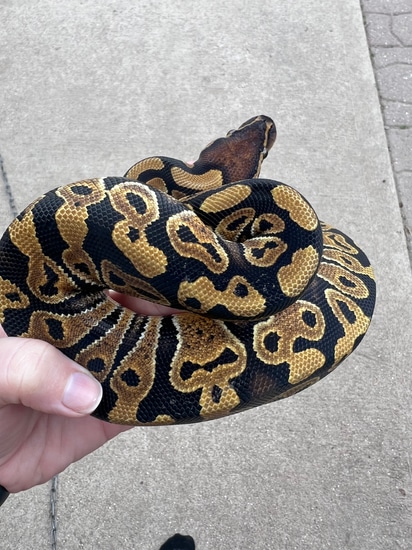 DH Monsoon/clown Ball Python by Midwest_Monsters