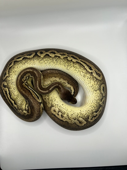 Black Head Ringer Pewter Het Hypo Ball Python by Midwest_Monsters