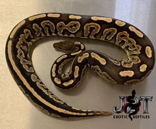 Cinnamon Mahogany 66% Het Pied Ball Python by Jbt Exotic Reptiles