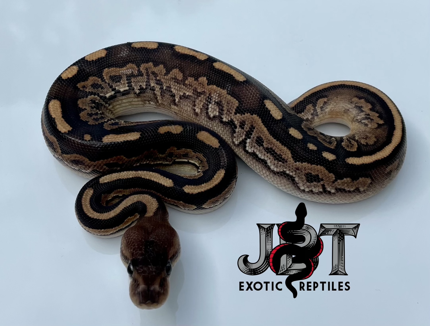 Het Clown Mahogany Black Pastel Ball Python by Jbt Exotic Reptiles ...