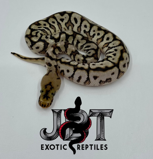 Mahogany Spotnose HGW Clown Ball Python by Jbt Exotic Reptiles
