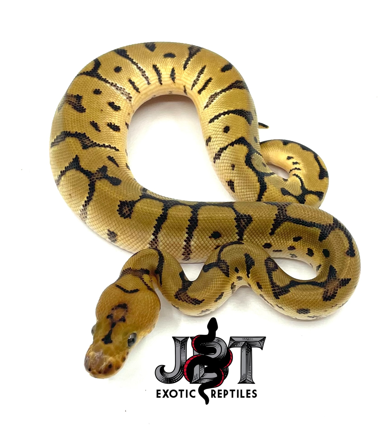 HGW Enchi Clown Ball Python by Jbt Exotic Reptiles - MorphMarket