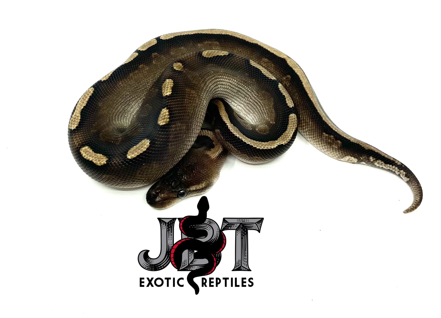 GHI Mahogany Black Pastel Het Clown Ball Python by Jbt Exotic Reptiles ...