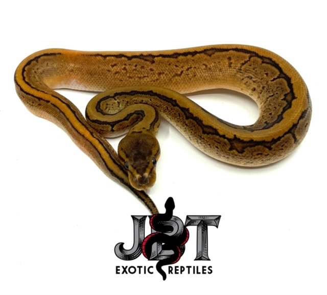 Mahogany Calico Pinstripe Het Clown Ball Python by Jbt Exotic Reptiles ...