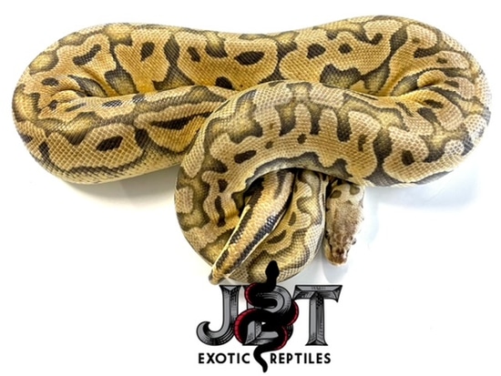 Super Pastel Puzzle Ball Python by Jbt Exotic Reptiles