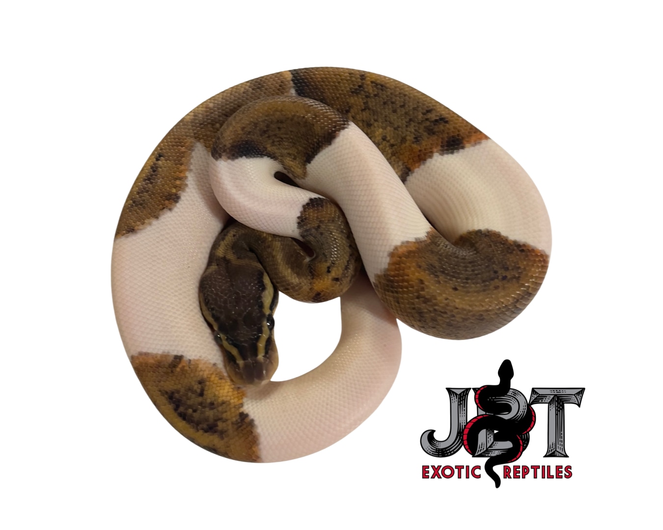 Pastel Mahogany Pied Ball Python by Jbt Exotic Reptiles - MorphMarket