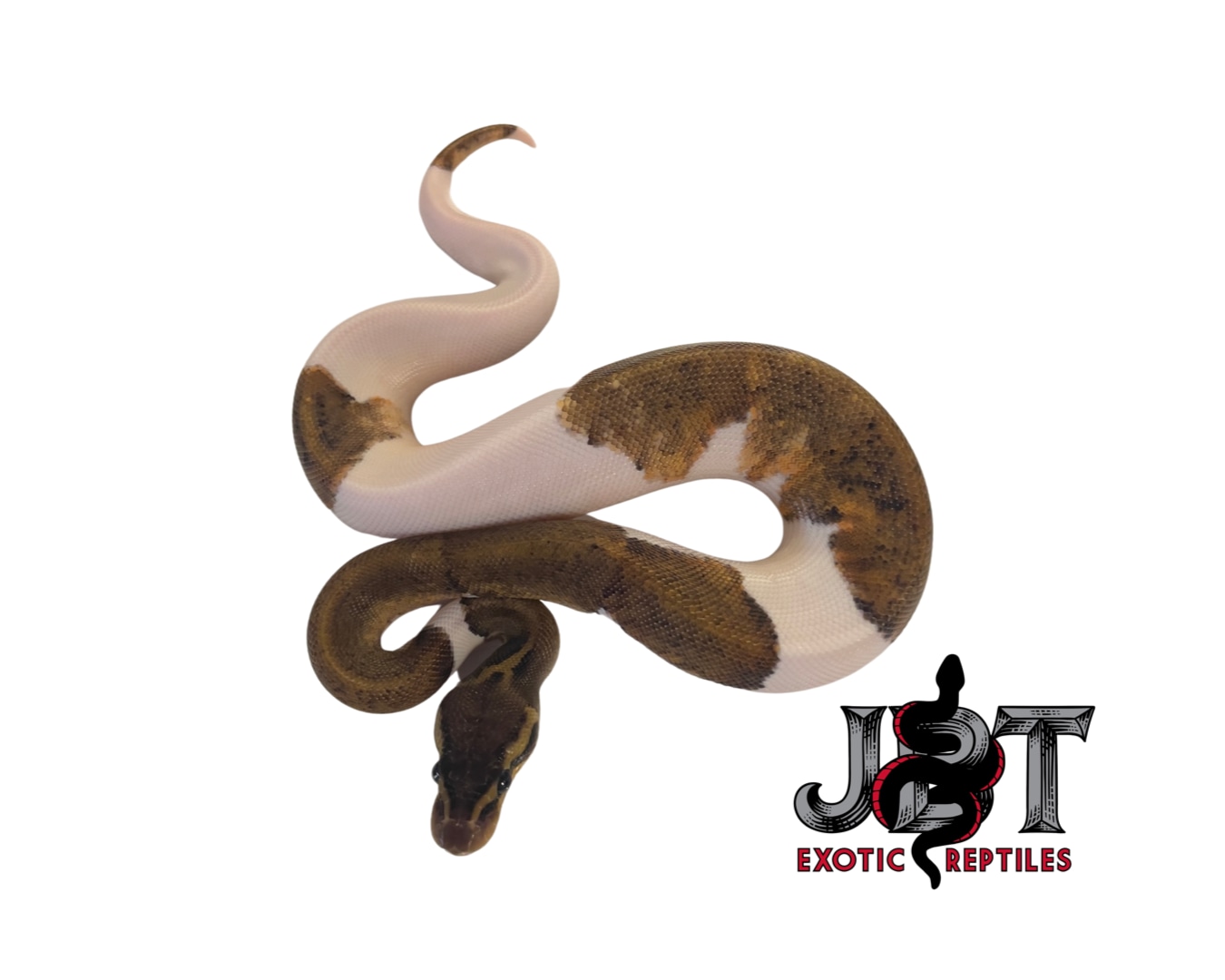 Pastel Mahogany Pied Ball Python by Jbt Exotic Reptiles - MorphMarket