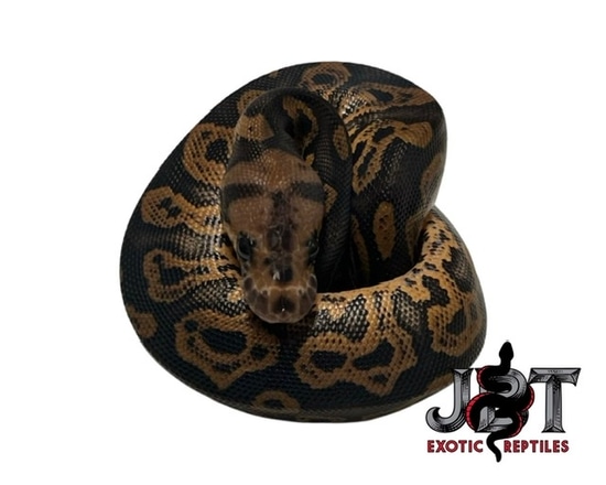 Black Acid Clown Ball Python by Jbt Exotic Reptiles