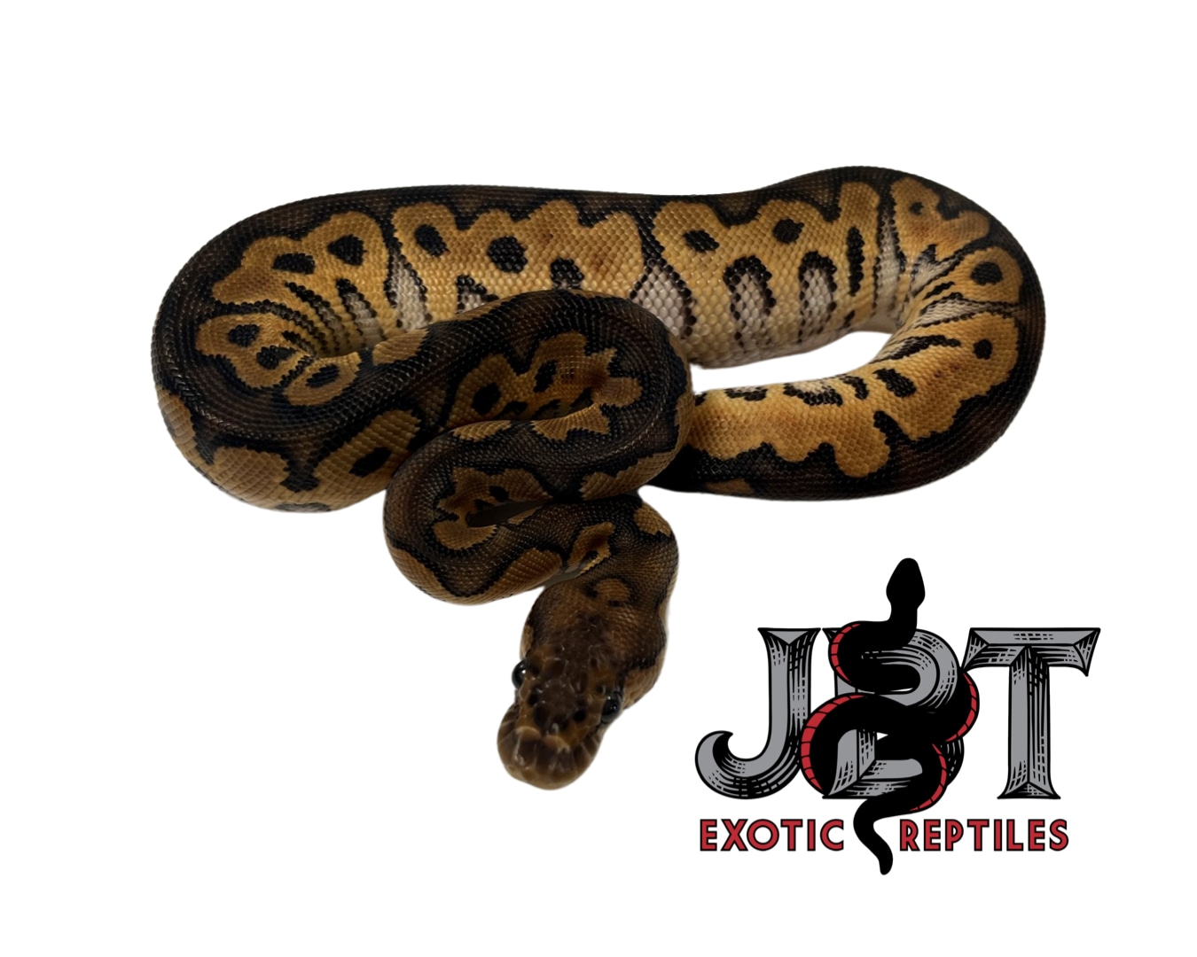 Black Pastel Clown Ball Python by Jbt Exotic Reptiles - MorphMarket
