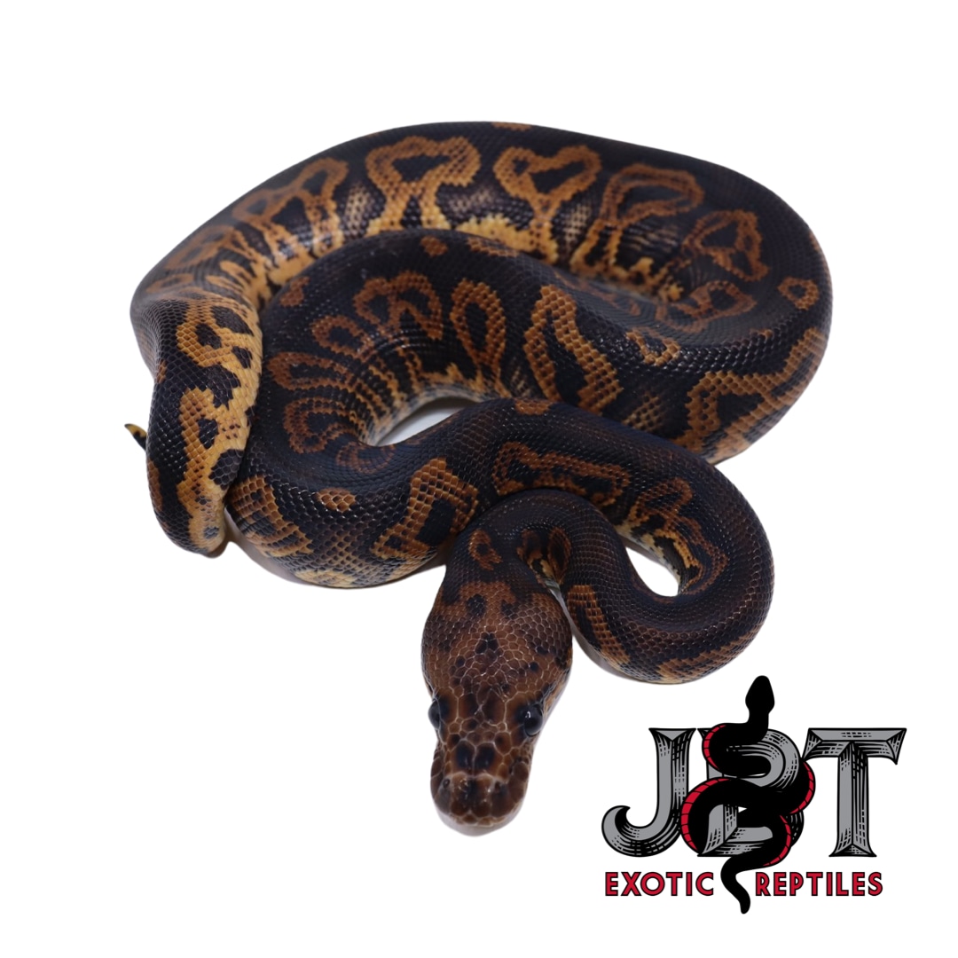 Black Pastel Acid Ball Python by Jbt Exotic Reptiles - MorphMarket