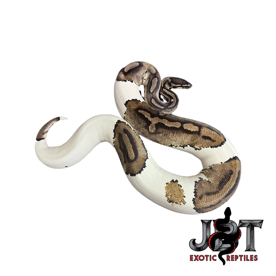 Pied Ball Python by Jbt Exotic Reptiles - MorphMarket