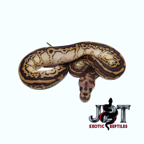 Black Acid Lesser Clown Poss Leo Ball Python by Jbt Exotic Reptiles