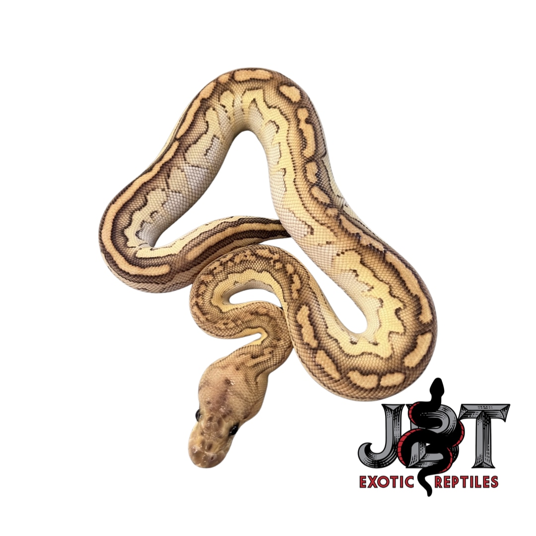 Black Pastel Lesser Clown Ball Python by Jbt Exotic Reptiles - MorphMarket
