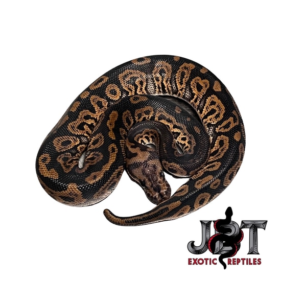 (Read Description)Black Pastel Acid Spotnose Clown (Blind Eye) Ball ...